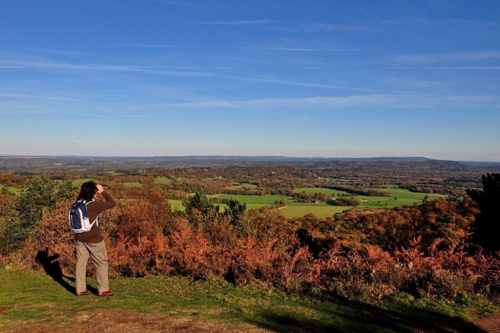 Pawprint Series: Hindhead Commons, Surrey
