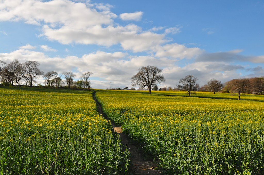 The first sign of Spring: Hampshire’s golden fields