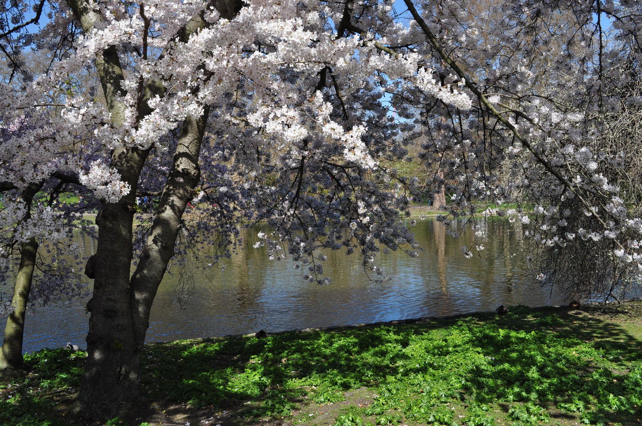 Hanami – the art of the cherry blossom
